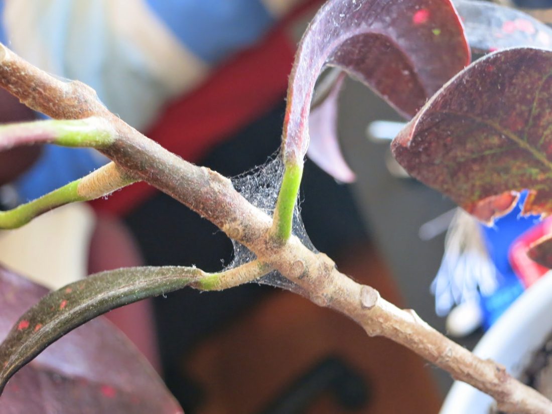 Croton Plant: Varieties, Care and Maintenance