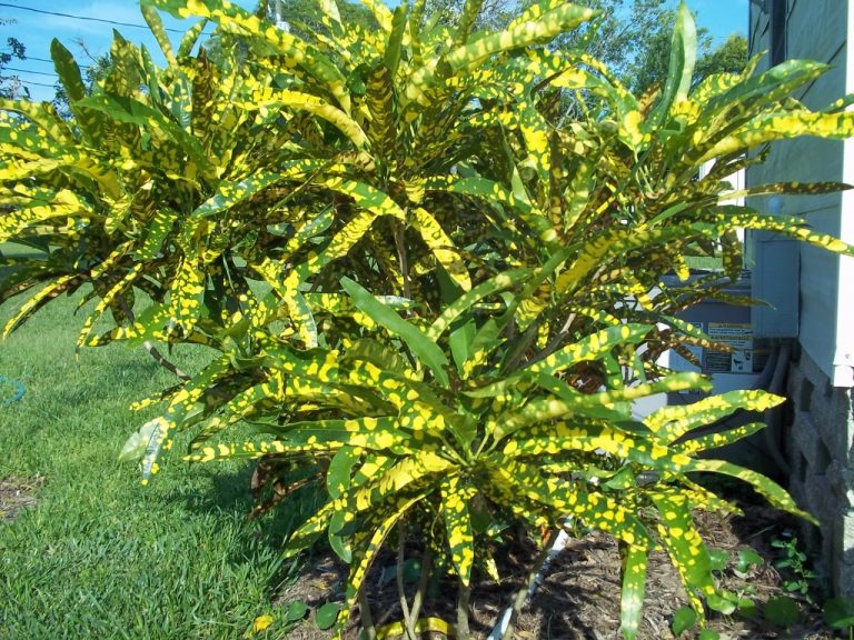 Croton Plant: Varieties, Care and Maintenance