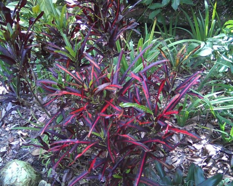 Croton Plant: Varieties, Care and Maintenance