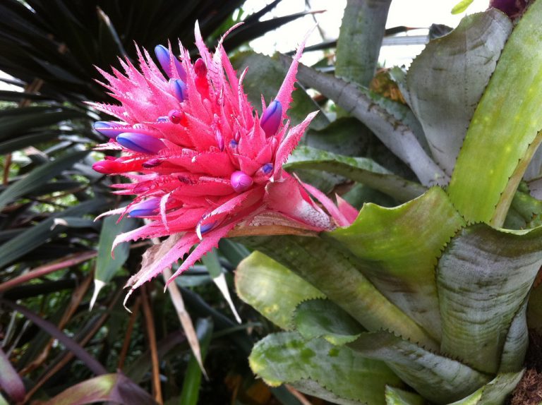 Bromeliad Plant: Types with Pictures & Basic Care Requirements