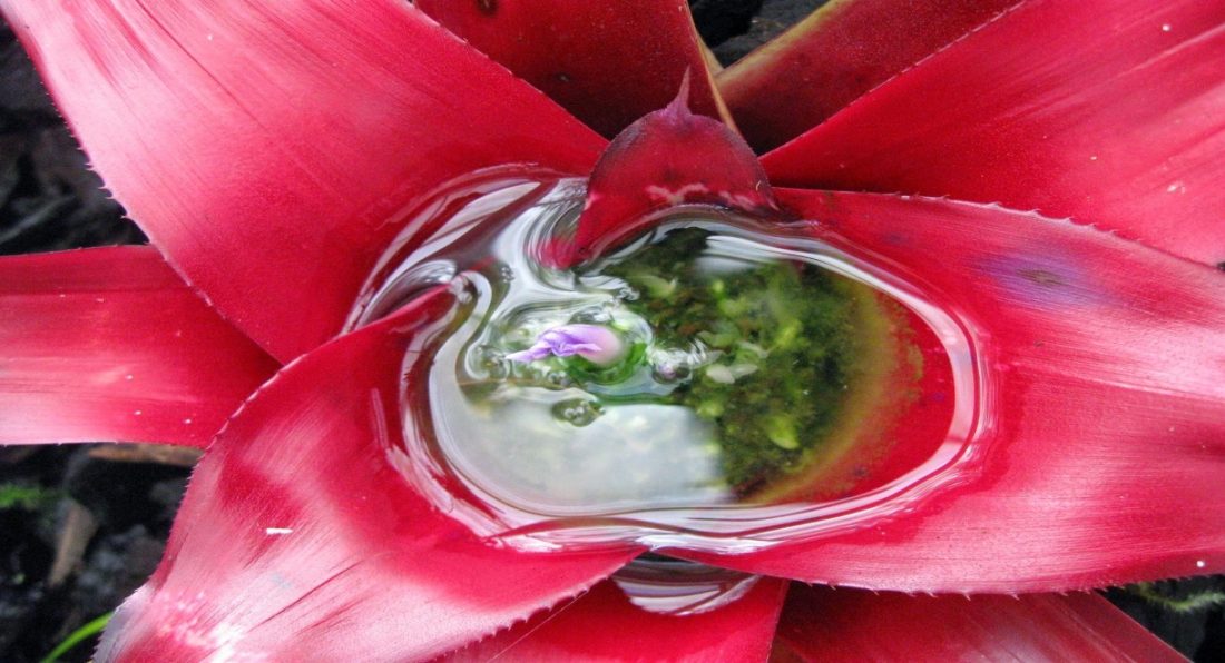 Bromeliad Plant: Types with Pictures & Basic Care Requirements