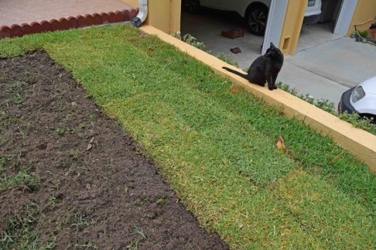 Centipede Grass: Types, Planting, Care and Maintenance