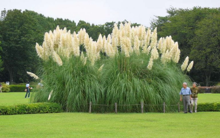 Pampas Grass: Types, Planting, Care, and Maintenance