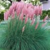 Pampas Grass: Types, Planting, Care, and Maintenance
