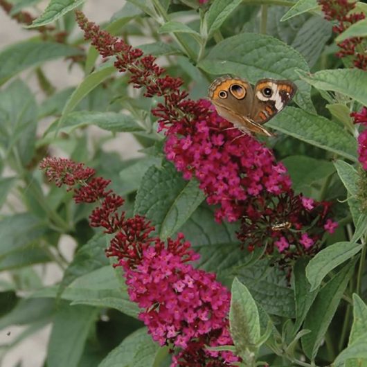 Butterfly Bush: Varieties with Pictures, & How to Care for It