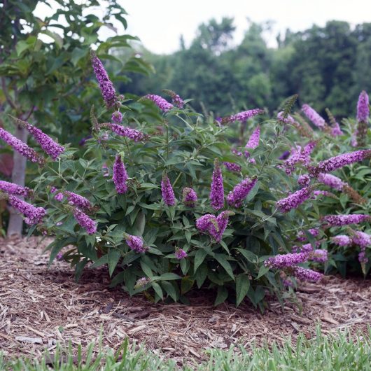 Butterfly Bush: Varieties with Pictures, & How to Care for It