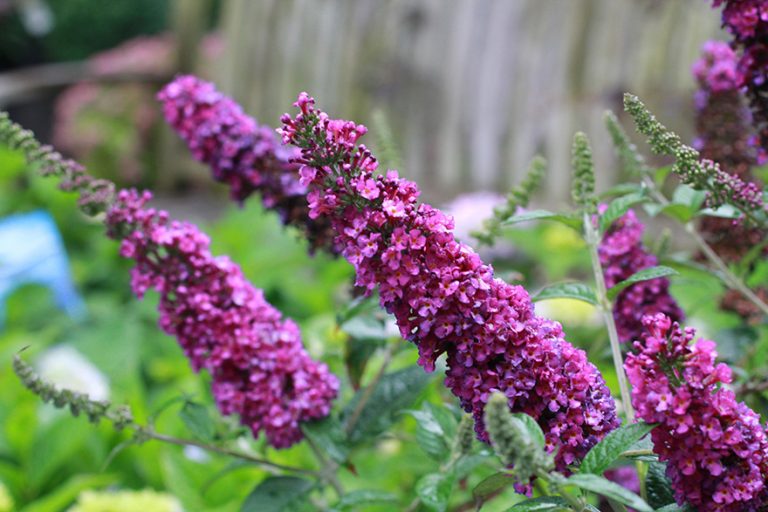 Butterfly Bush: Varieties with Pictures, & How to Care for It