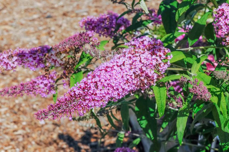 Butterfly Bush: Varieties with Pictures, & How to Care for It