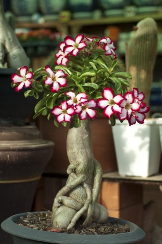 Desert Rose Plant: List of Types with Care Instructions & Pictures