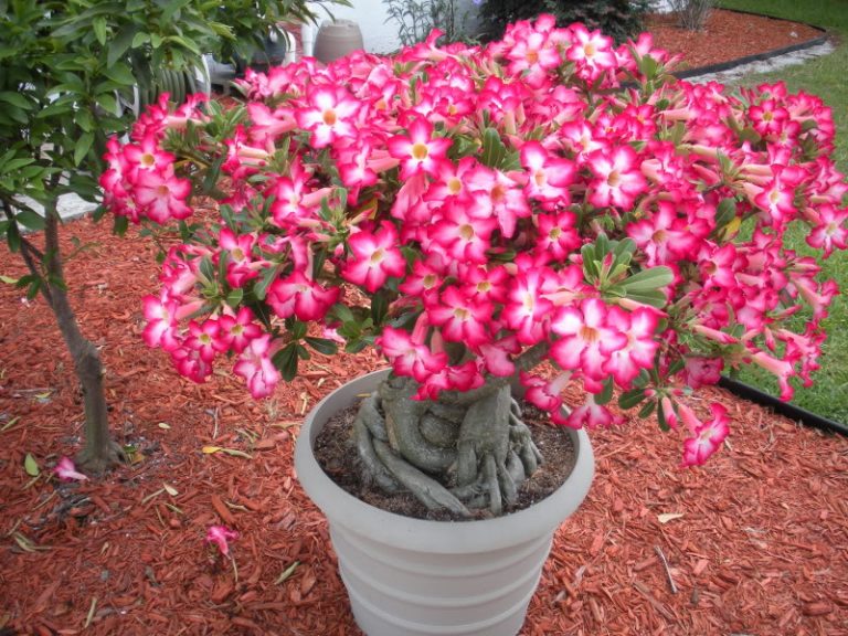 Desert Rose Plant: List of Types with Care Instructions & Pictures