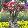 Desert Rose Plant: List of Types with Care Instructions & Pictures