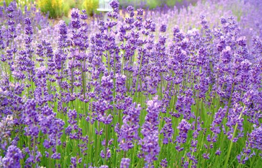 List of Different Types of Lavender Plant with Pictures