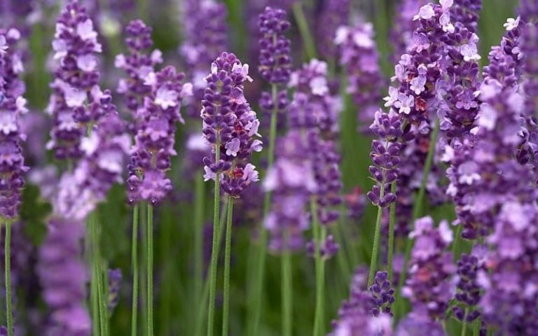 List of Different Types of Lavender Plant with Pictures