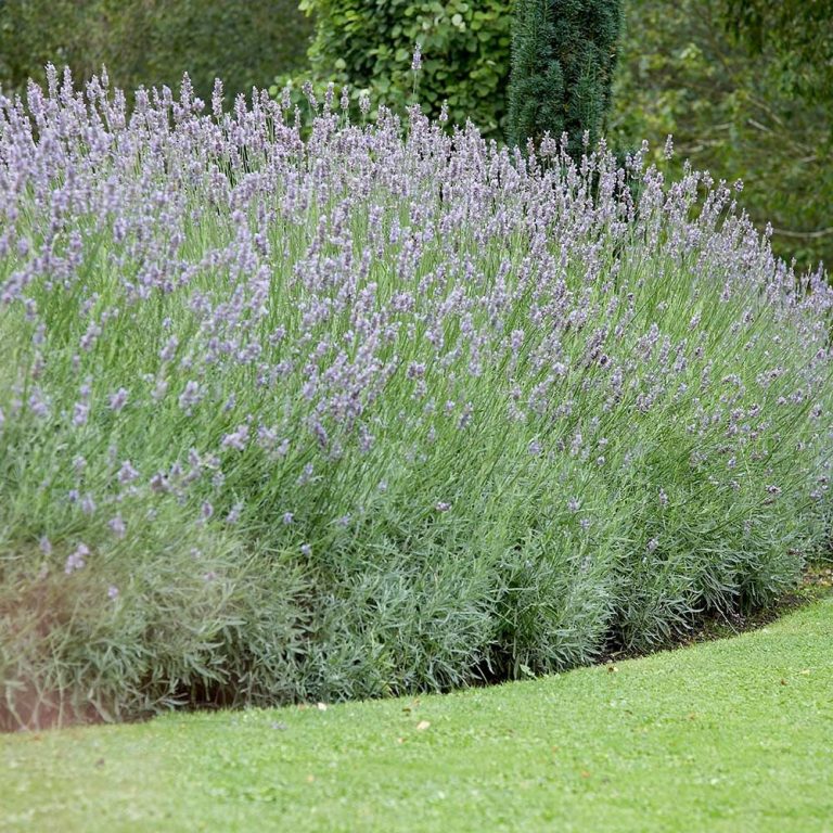List of Different Types of Lavender Plant with Pictures