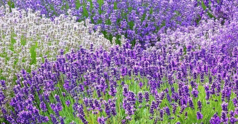 List of Different Types of Lavender Plant with Pictures