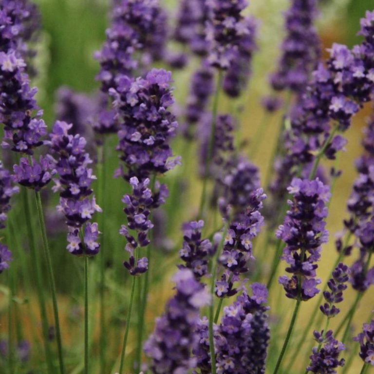 List of Different Types of Lavender Plant with Pictures