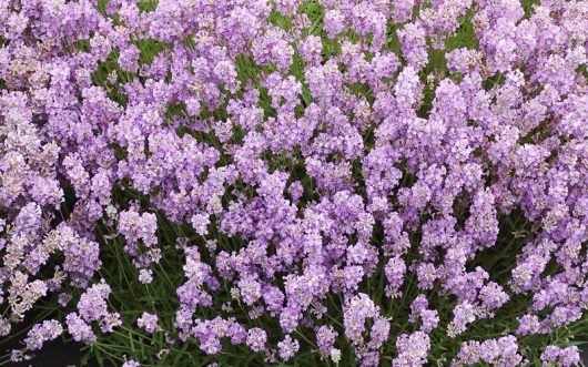 List of Different Types of Lavender Plant with Pictures