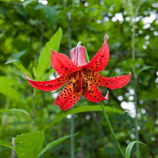 List of 50+ Different Types of Lilies With Pictures