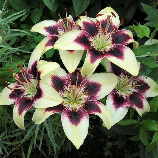 List of 50+ Different Types of Lilies With Pictures
