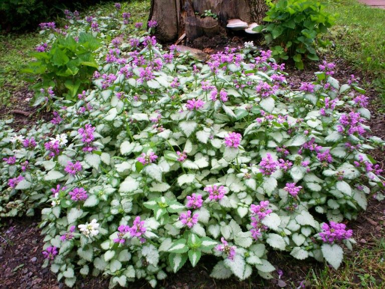48 Flowering Ground Cover Plants of Different Colors