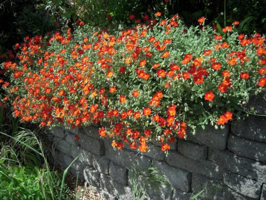 48 Flowering Ground Cover Plants of Different Colors