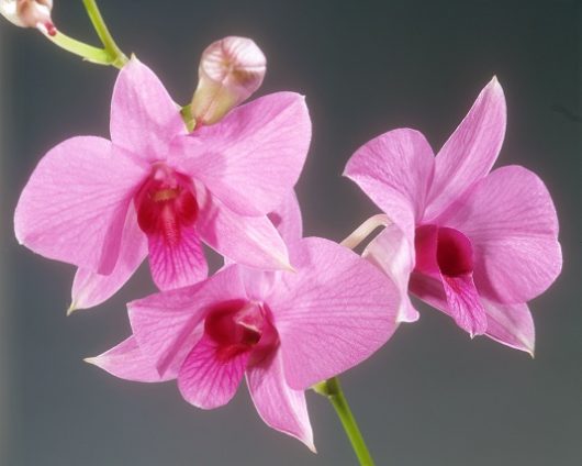 30+ Different Types of Orchids with Pictures