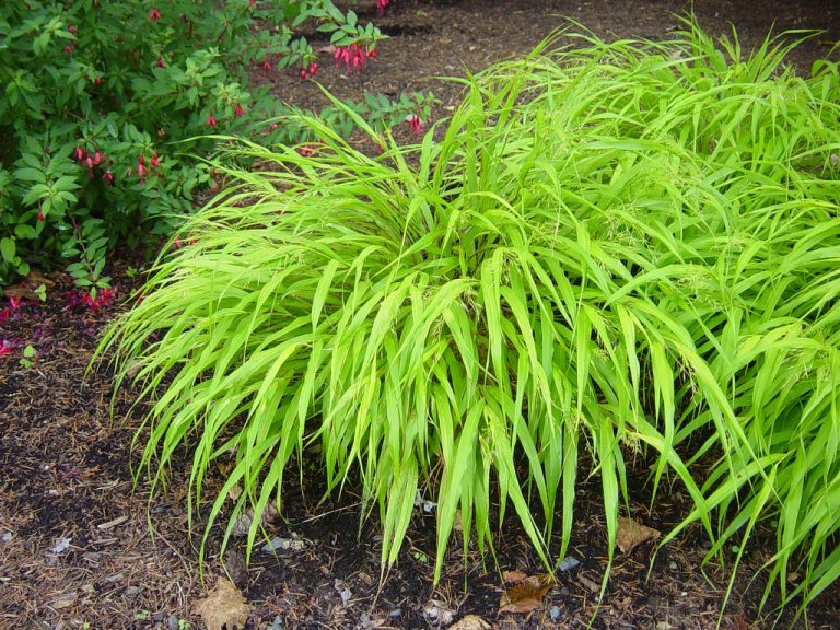 26 Types of Tall and Dwarf Ornamental Grasses with Pictures