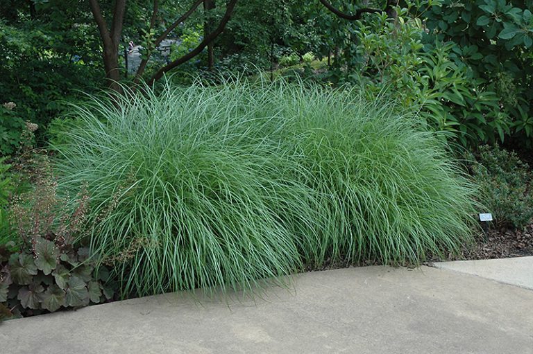 26 Types of Tall and Dwarf Ornamental Grasses with Pictures