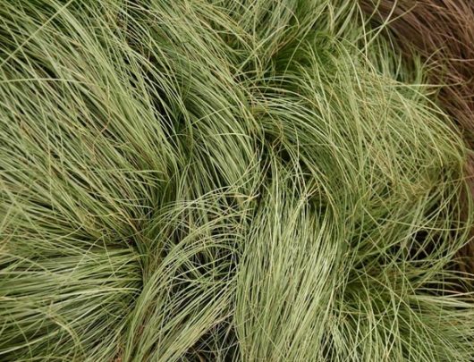 26 Types of Tall and Dwarf Ornamental Grasses with Pictures