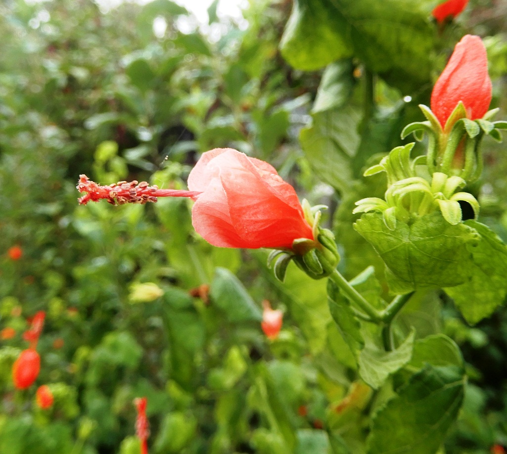 Turk’s Cap