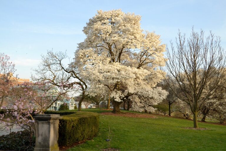 19 Different Types of Magnolia Trees for Your Garden