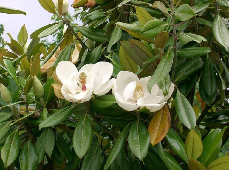 19 Different Types of Magnolia Trees for Your Garden