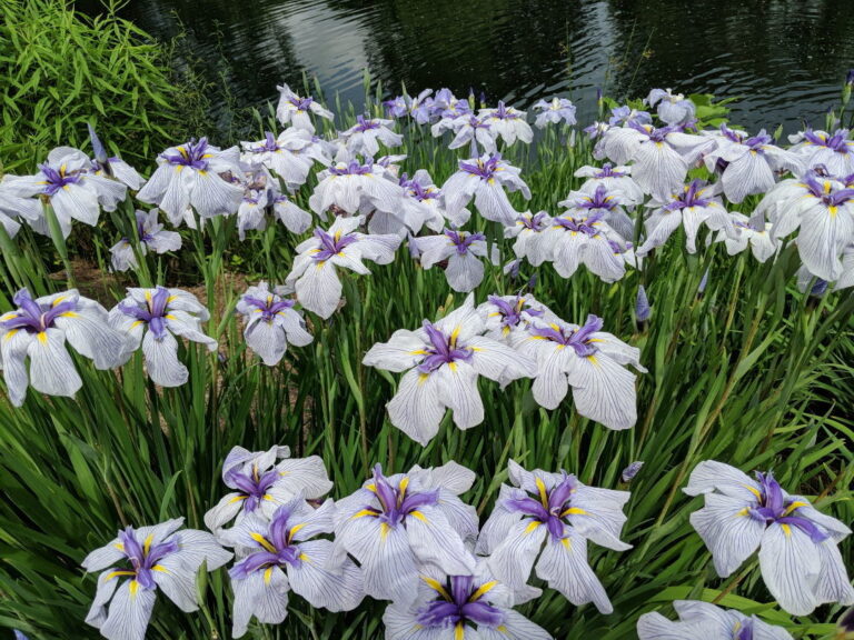 8 Types of Iris Flowers With Pictures