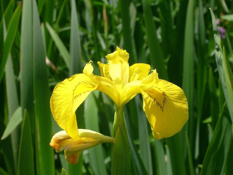 8 Types of Iris Flowers With Pictures