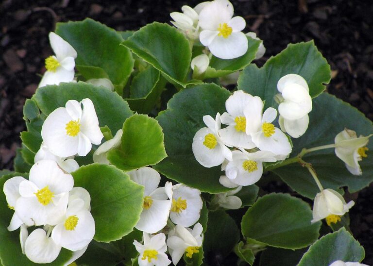 24 Types of Begonia Flowers with Pictures