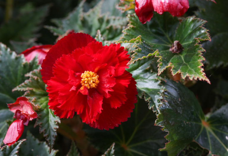 24 Types of Begonia Flowers with Pictures