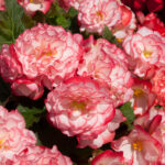 24 Types of Begonia Flowers with Pictures