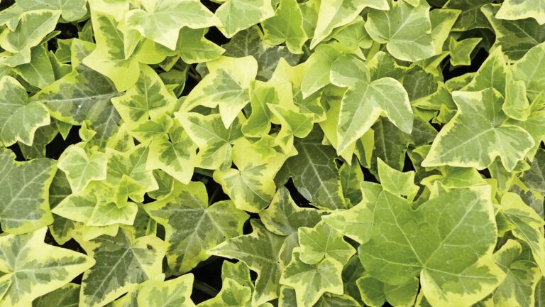 20+ Different Types of Ivy Plants