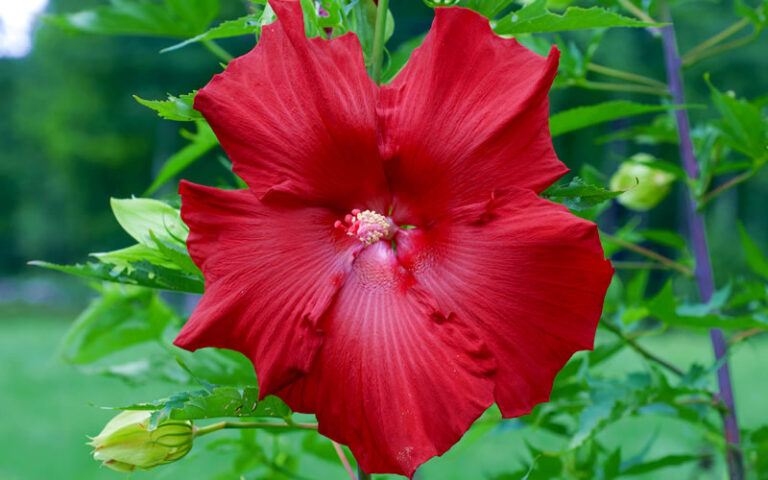 35+ Types of Hibiscus Flowers for Your Garden (With Pictures)