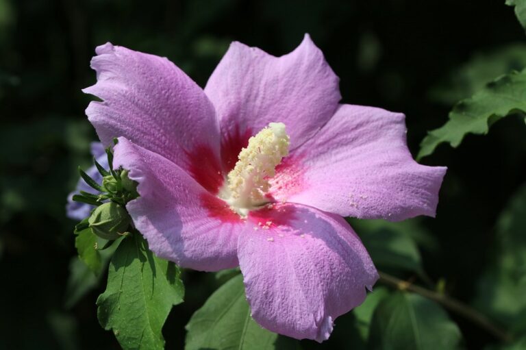 35+ Types of Hibiscus Flowers for Your Garden (With Pictures)