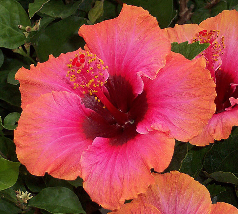 35+ Types of Hibiscus Flowers for Your Garden (With Pictures)