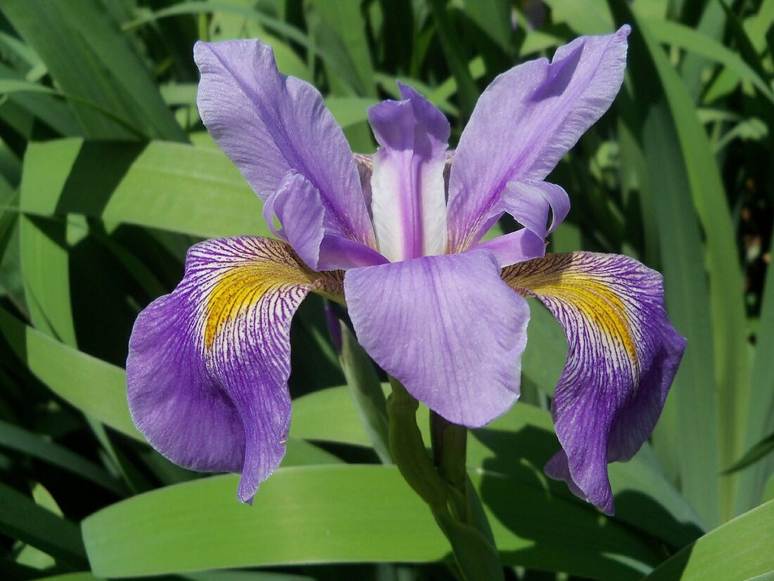 20+ Winter Flowers That Will Bloom Even in the Coldest Months