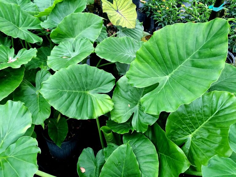 21 Different Types of Alocasia for Your Garden