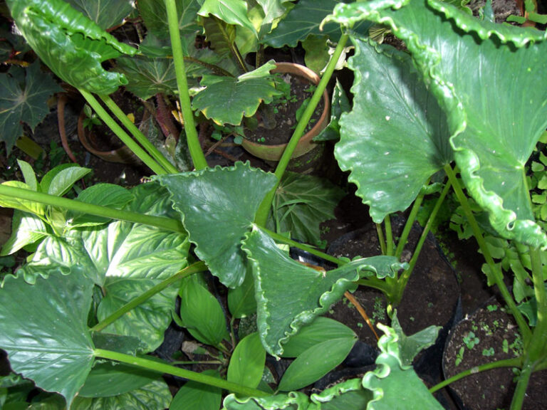21 Different Types of Alocasia for Your Garden
