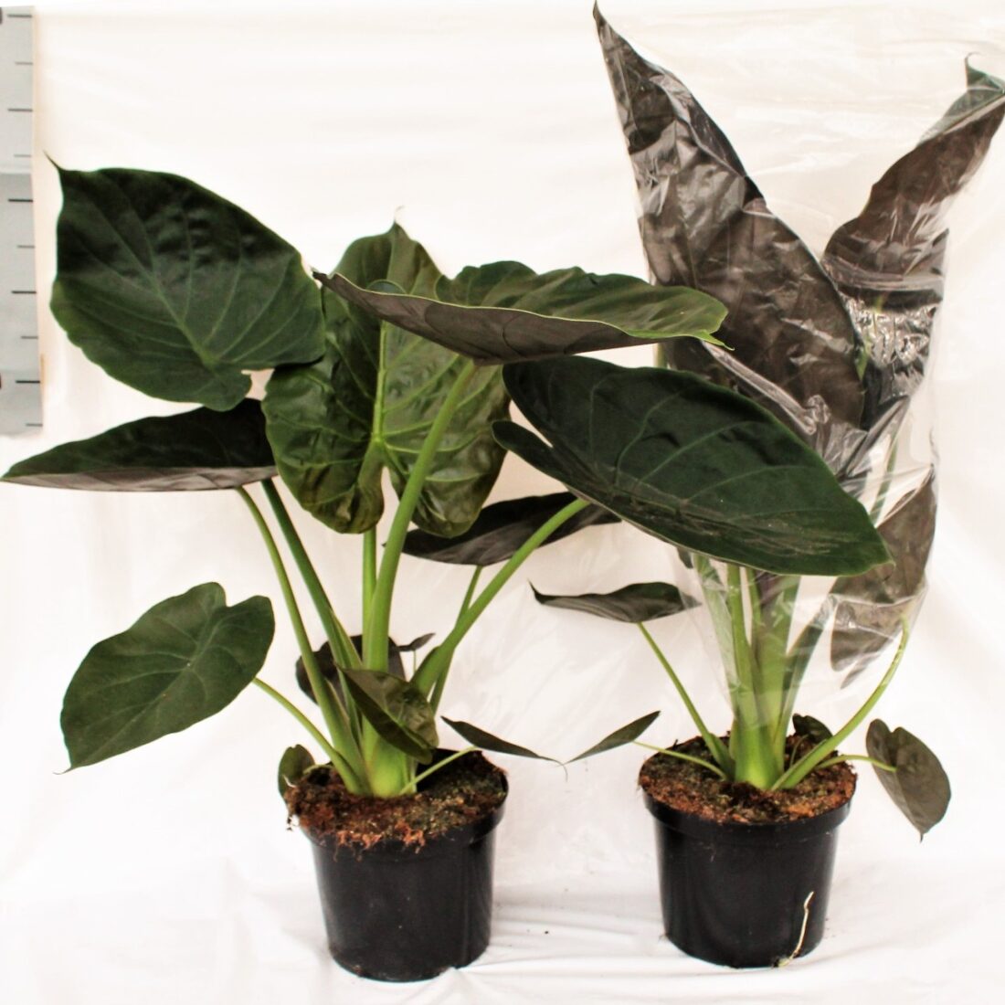 21 Different Types of Alocasia for Your Garden