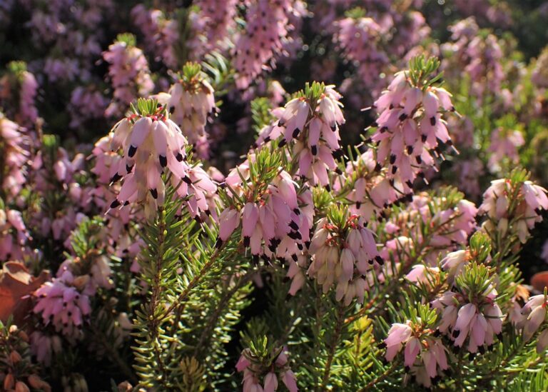 50 Acid-loving Plants You Can Grow in Your Garden