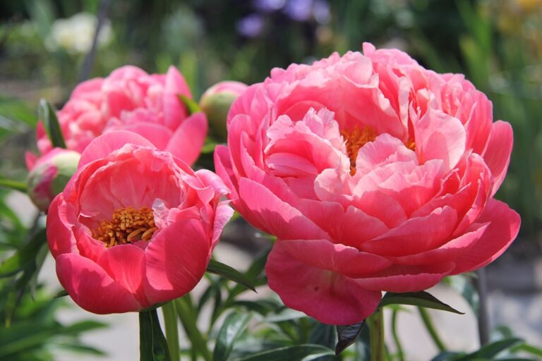 25 Colorful Types of Peonies With Pictures