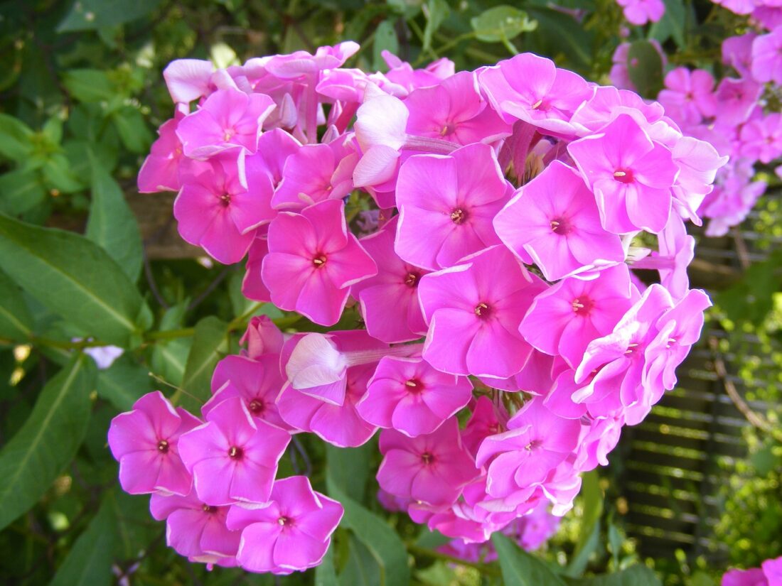 20+ Perennial Flowers That Bloom All Summer