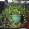 26 Types of Jade Plants for Your Indoors (and Outdoors)